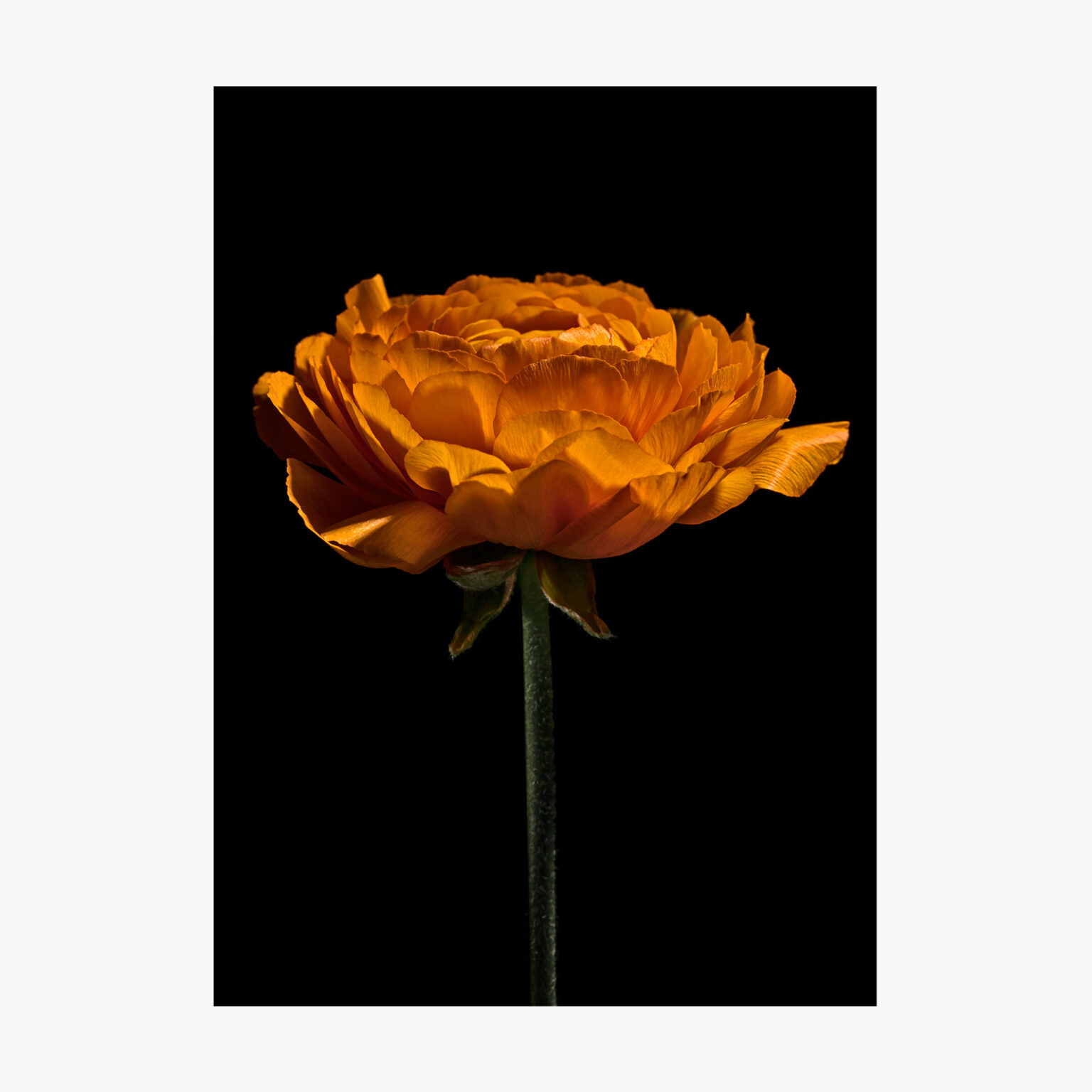 Shop All - Cinquerosso Arte